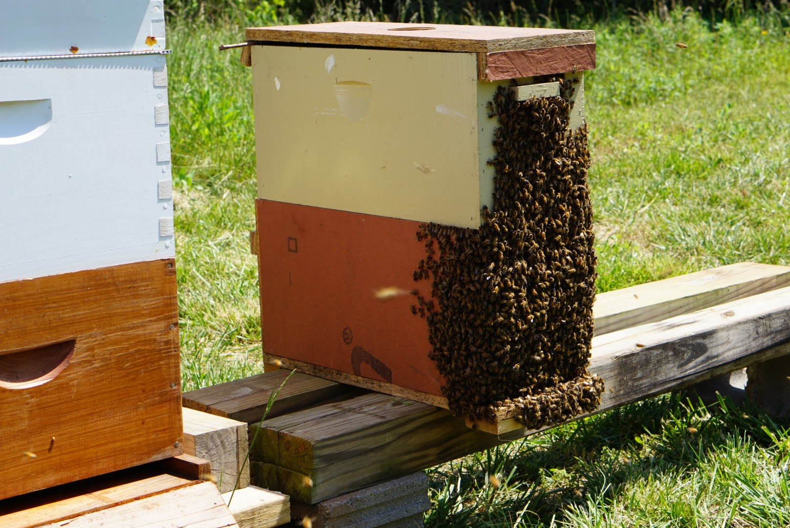 Honey Chocolate Protein Bars – Ally Bees Honey