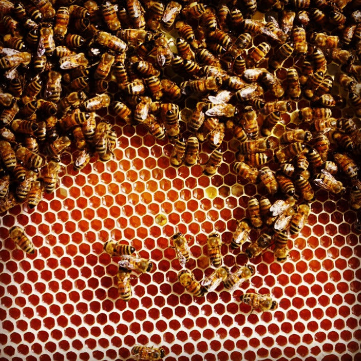 Wildflower Honey – Ally Bees Honey