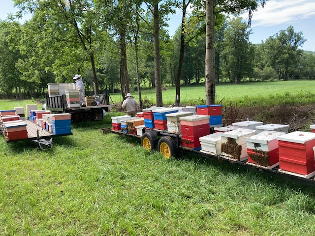 Sourwood Honey – Ally Bees Honey