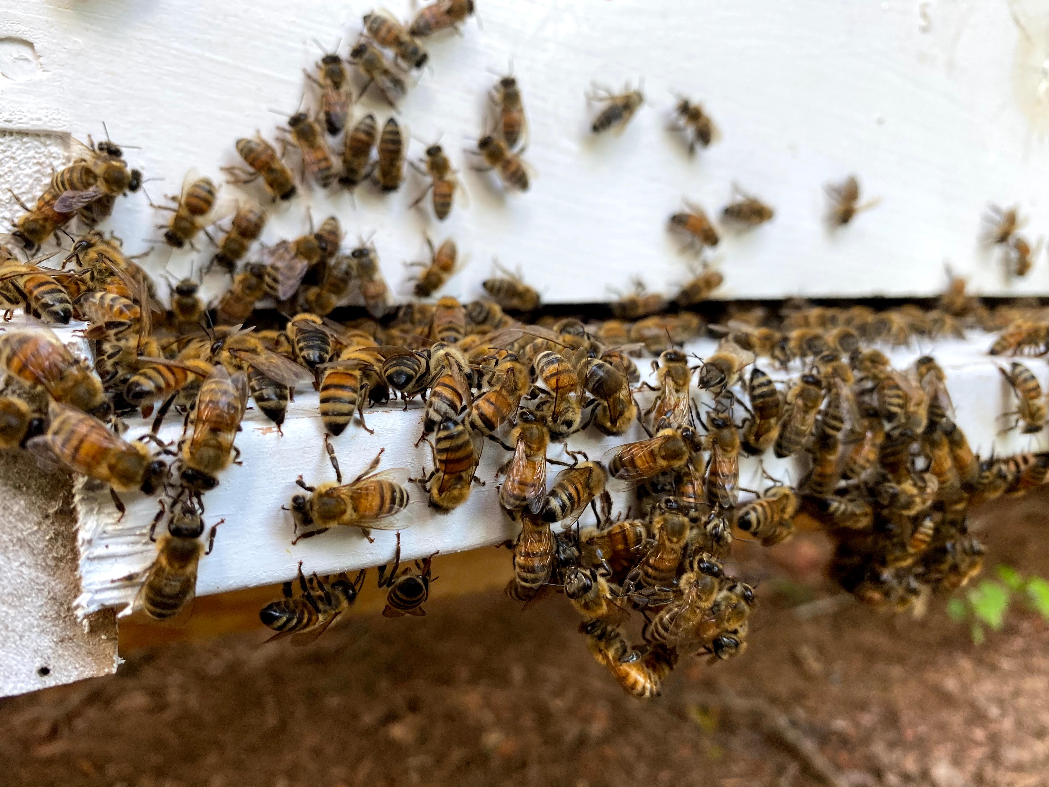 Honey – Ally Bees Honey